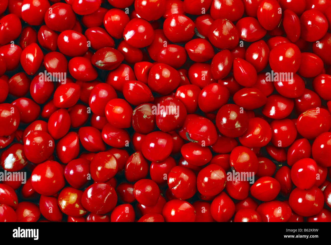 Manjadikuru hi-res stock photography and images - Alamy
