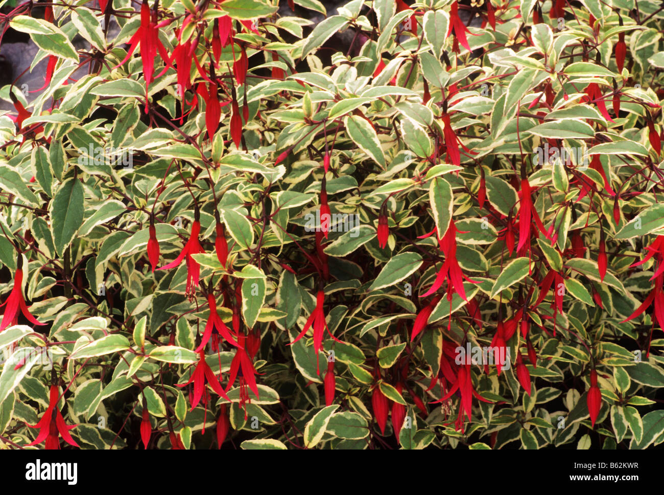 Fuchsia magellanica var gracilis 'Variegata' variegated leaf leaves ...