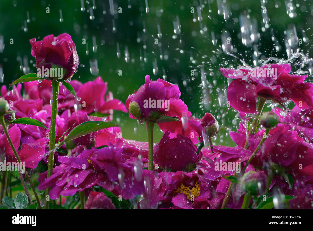 Close up rain falling flowers hi-res stock photography and images - Alamy