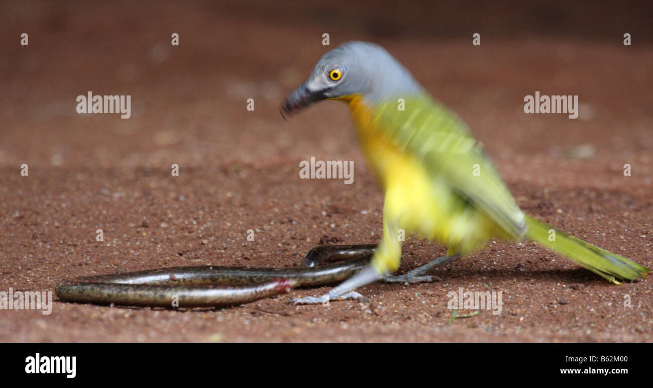 greyheaded bush shrike single adult attacking a blind snake Stock Photo ...