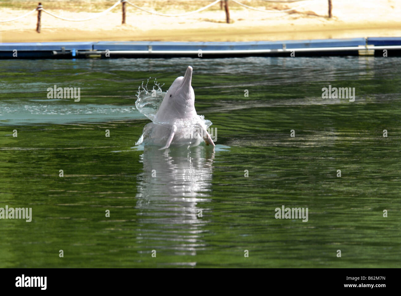DOLPHIN LAGOON IN SENTOSA SINGAPORE Stock Photo - Alamy