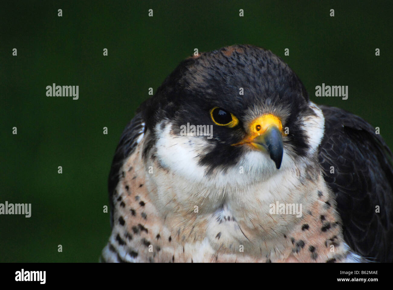 Peregrine falcon hunting hi-res stock photography and images - Alamy