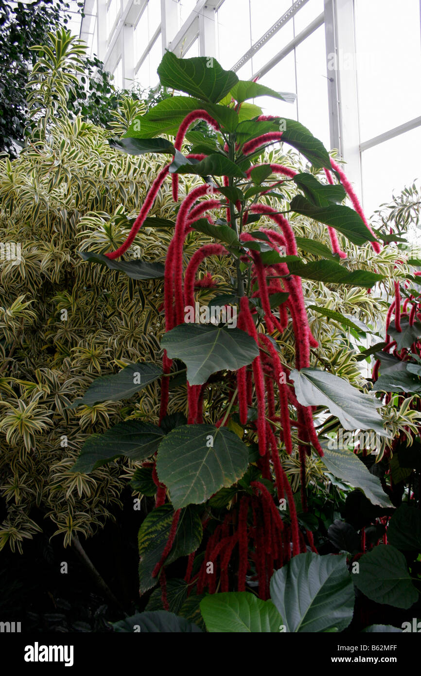 ACALYPHA HISPIDA. RED HOT CAT'S TAIL Stock Photo - Alamy