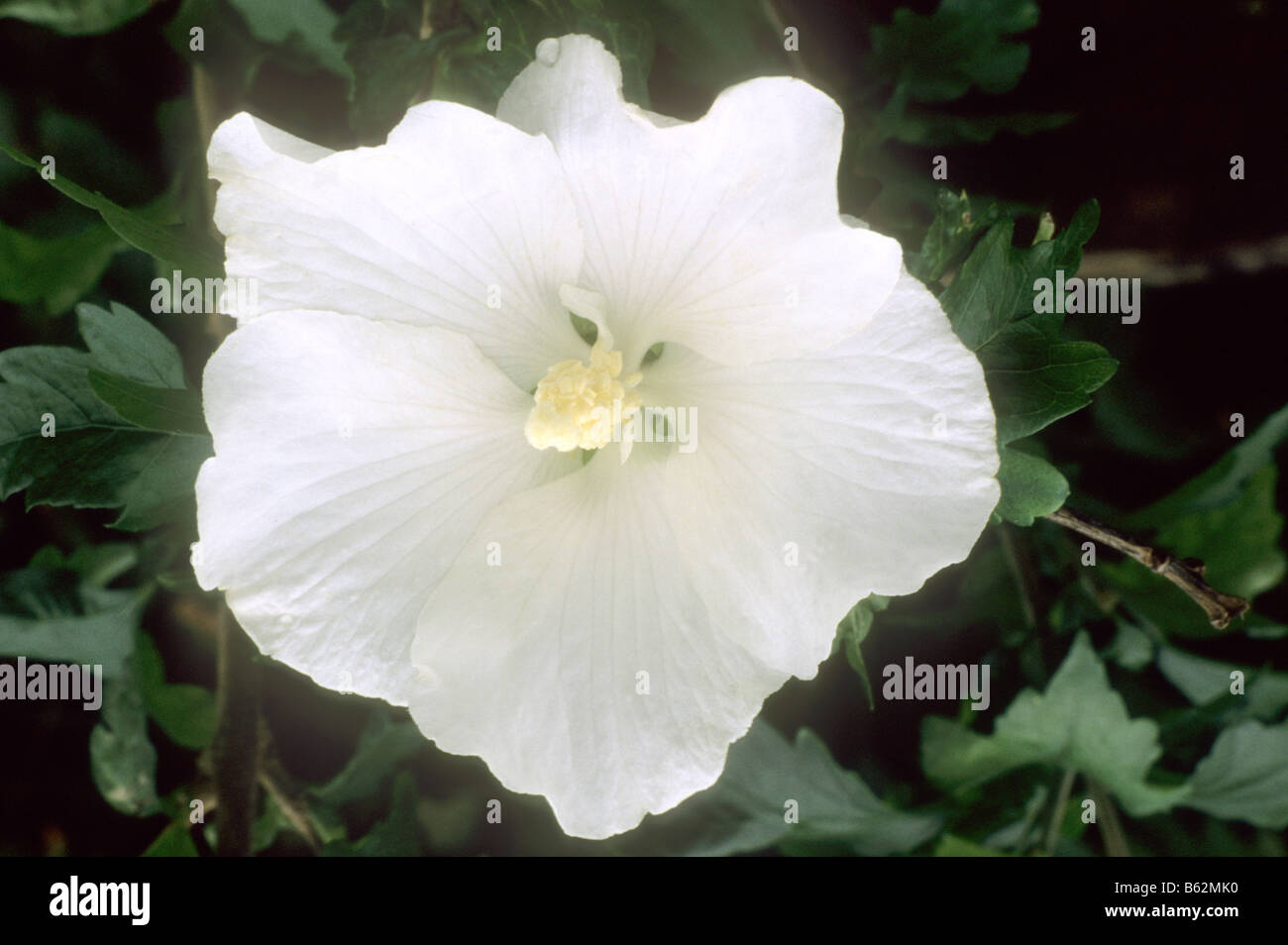 Hibiscus syriacus 'Eleanor' white flower garden plant Stock Photo - Alamy