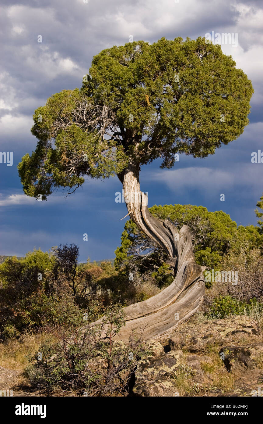 Juniper tree Black Canyon of the Gunnison National Park, Colorado Stock ...