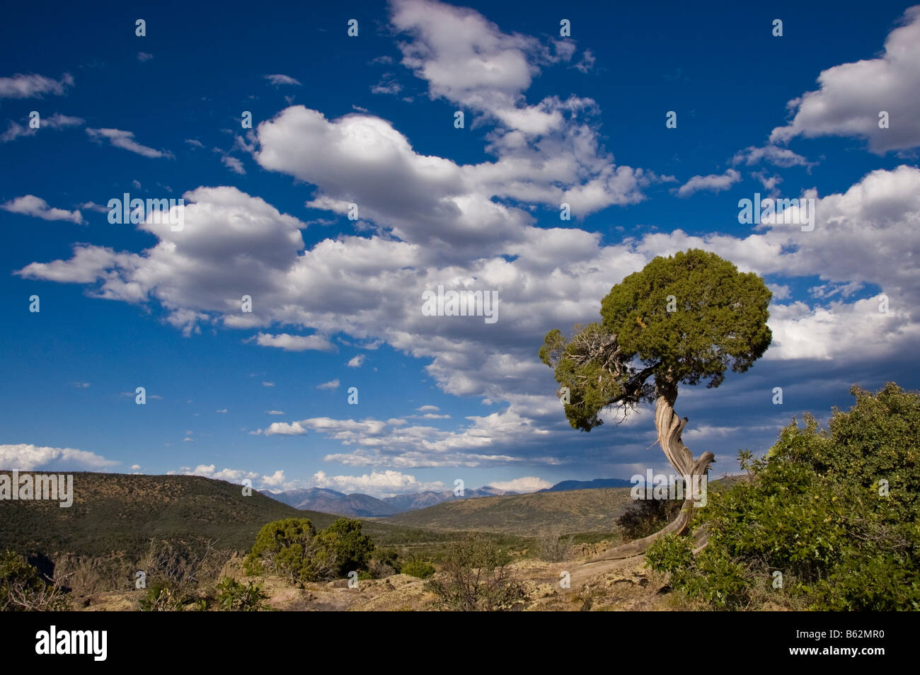 Juniper tree and sky, Black Canyon of the Gunnison National Park ...