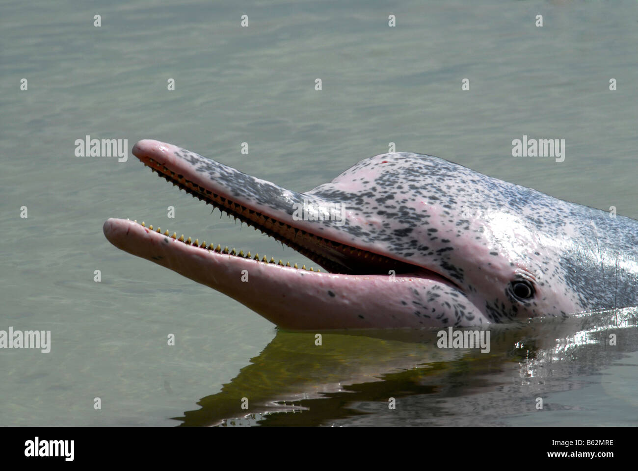 DOLPHIN LAGOON IN SENTOSA SINGAPORE Stock Photo - Alamy