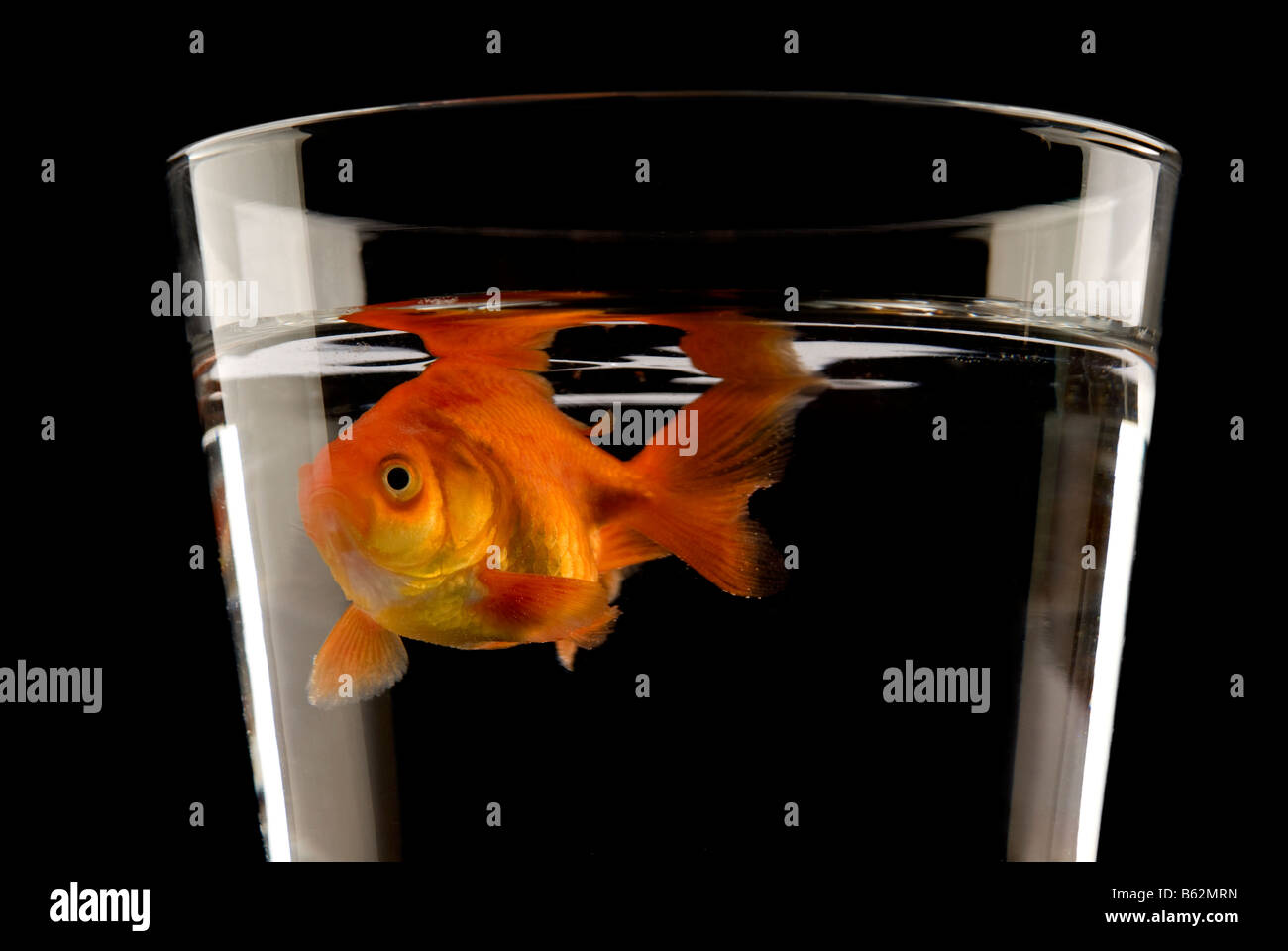 Goldfish glass hi-res stock photography and images - Alamy