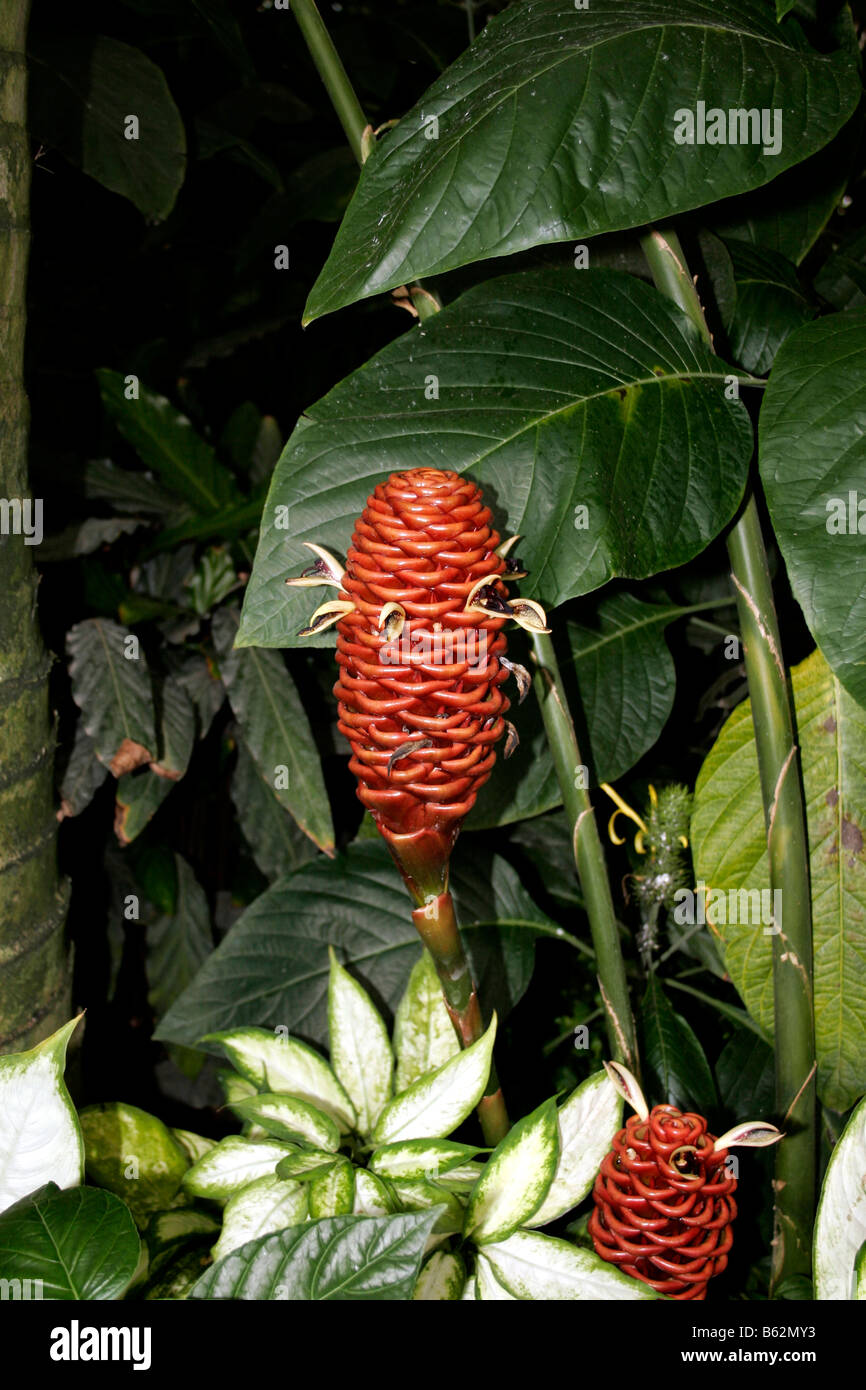 ZINGIBER SPECTABILE. BEEHIVE GINGER Stock Photo - Alamy