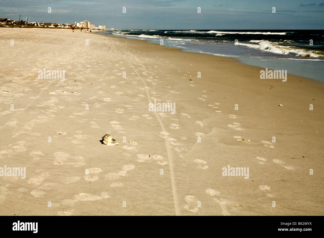 Lone conch shell on the beach amid footprints and bicycle tire tracks ...
