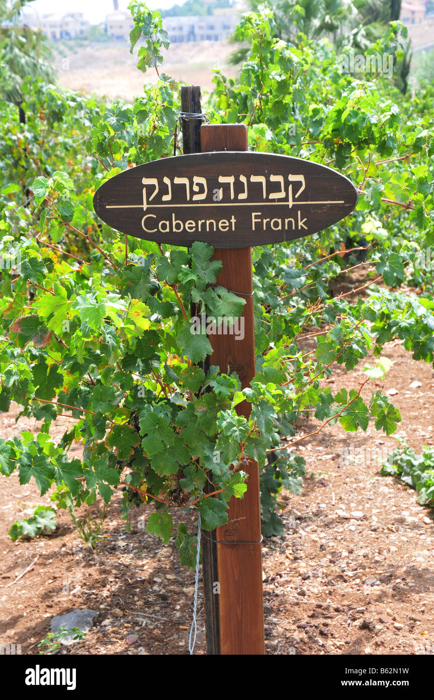 Grapes on the vines hi-res stock photography and images - Alamy