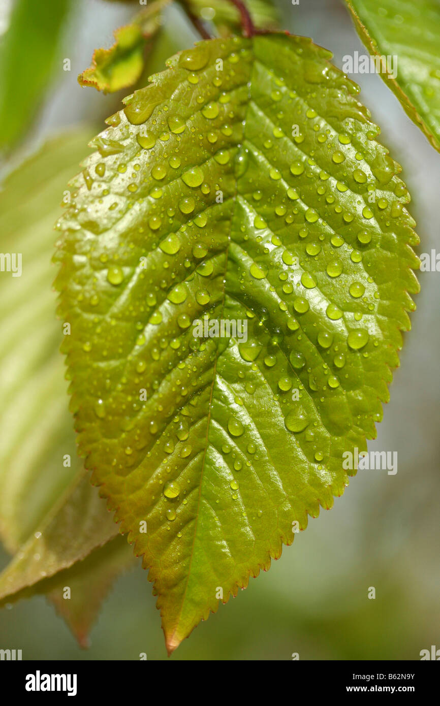 Tree rain leaf drip hi-res stock photography and images - Alamy