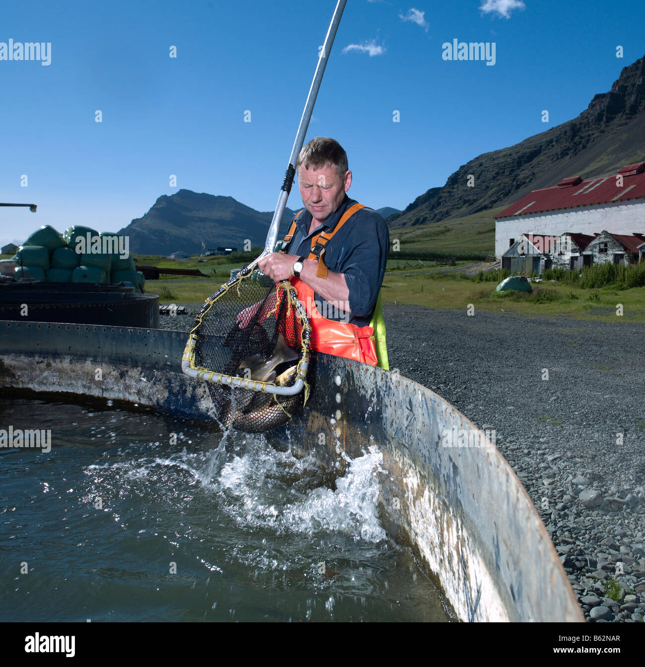 Farmer with arctic trout, fish farming, Eastern Iceland Stock Photo - Alamy
