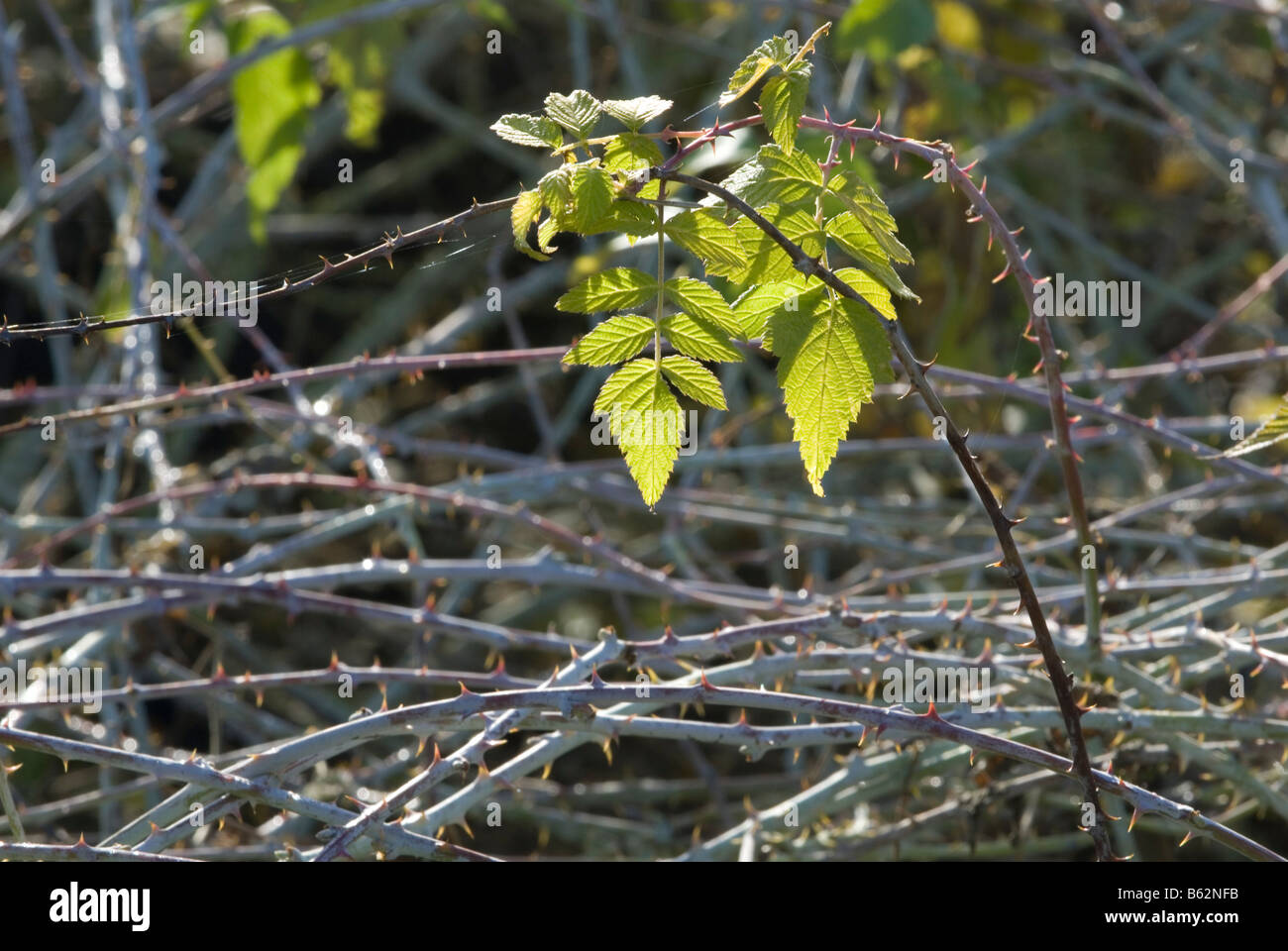 Rubus cockburnianus hi-res stock photography and images - Alamy