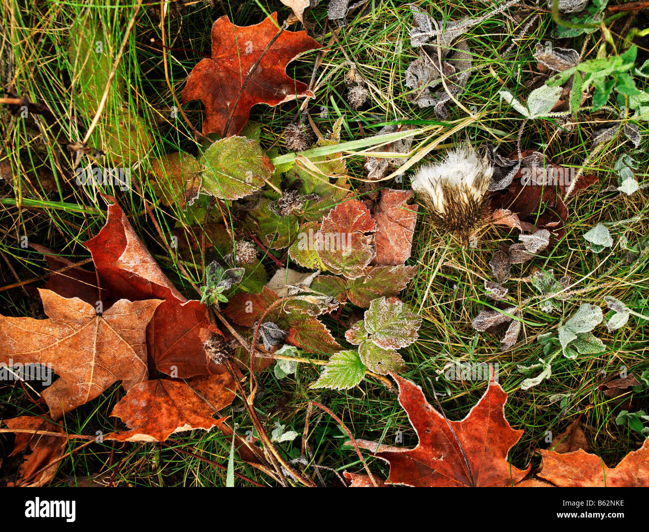 close up of wild plants creating an abstract pattern Stock Photo - Alamy