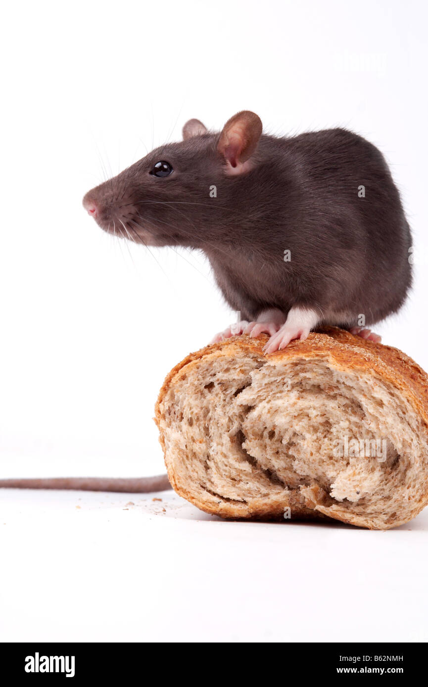 Rats as pets Cut Out Stock Images & Pictures - Alamy