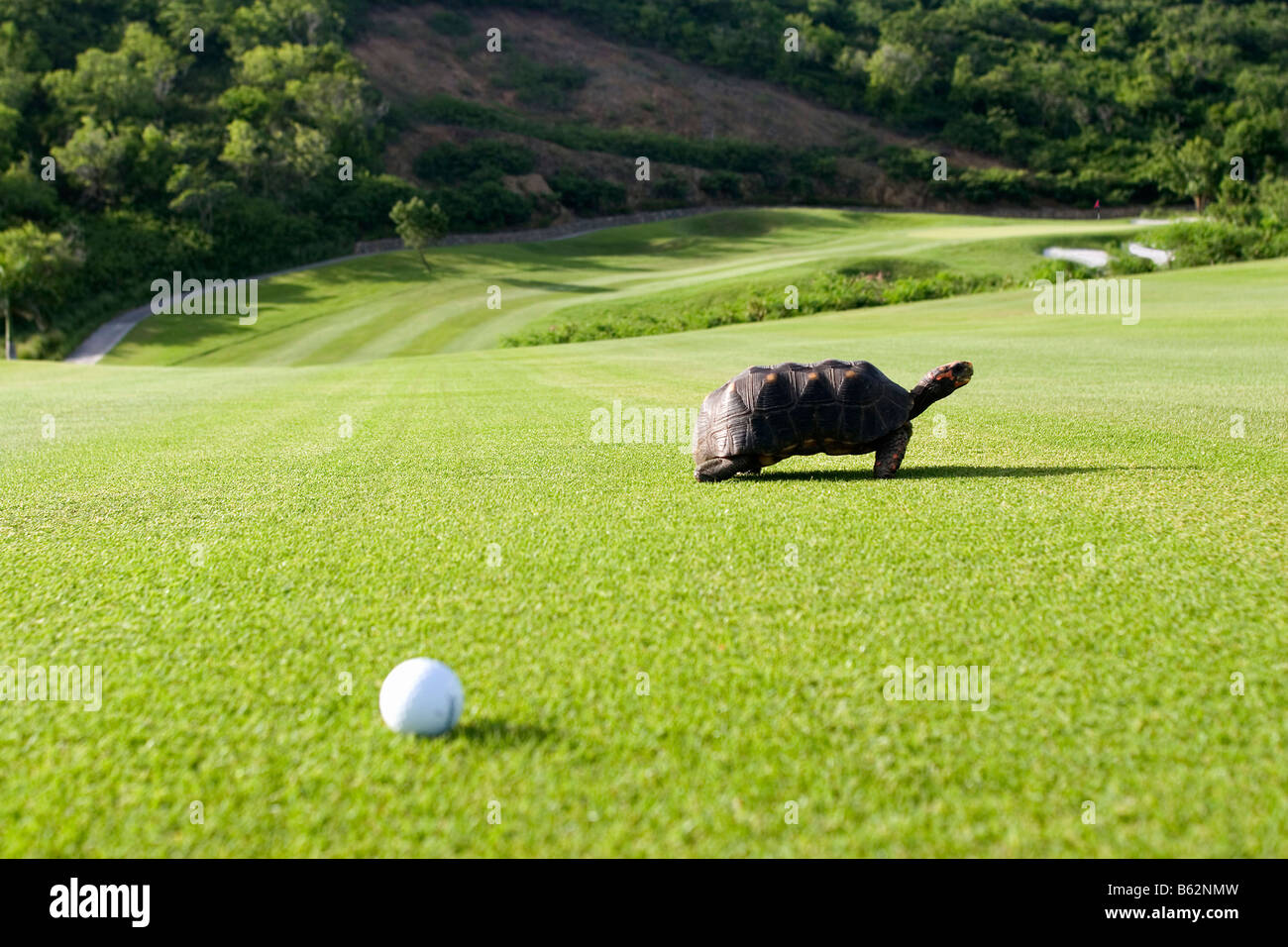Caribbean tortoise hi-res stock photography and images - Alamy