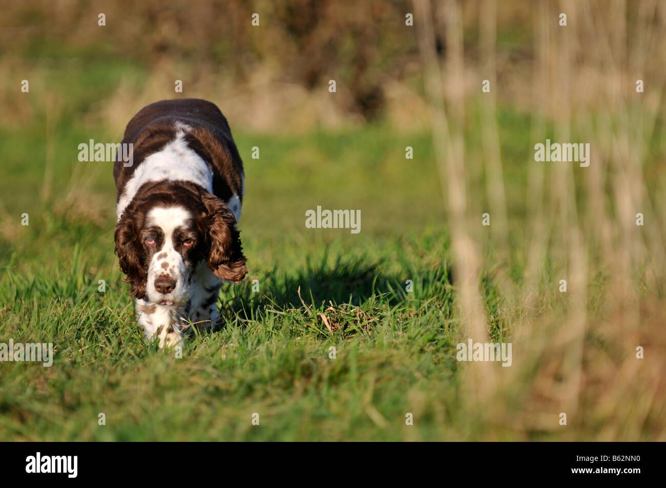 old springer spaniel in field Stock Photo - Alamy