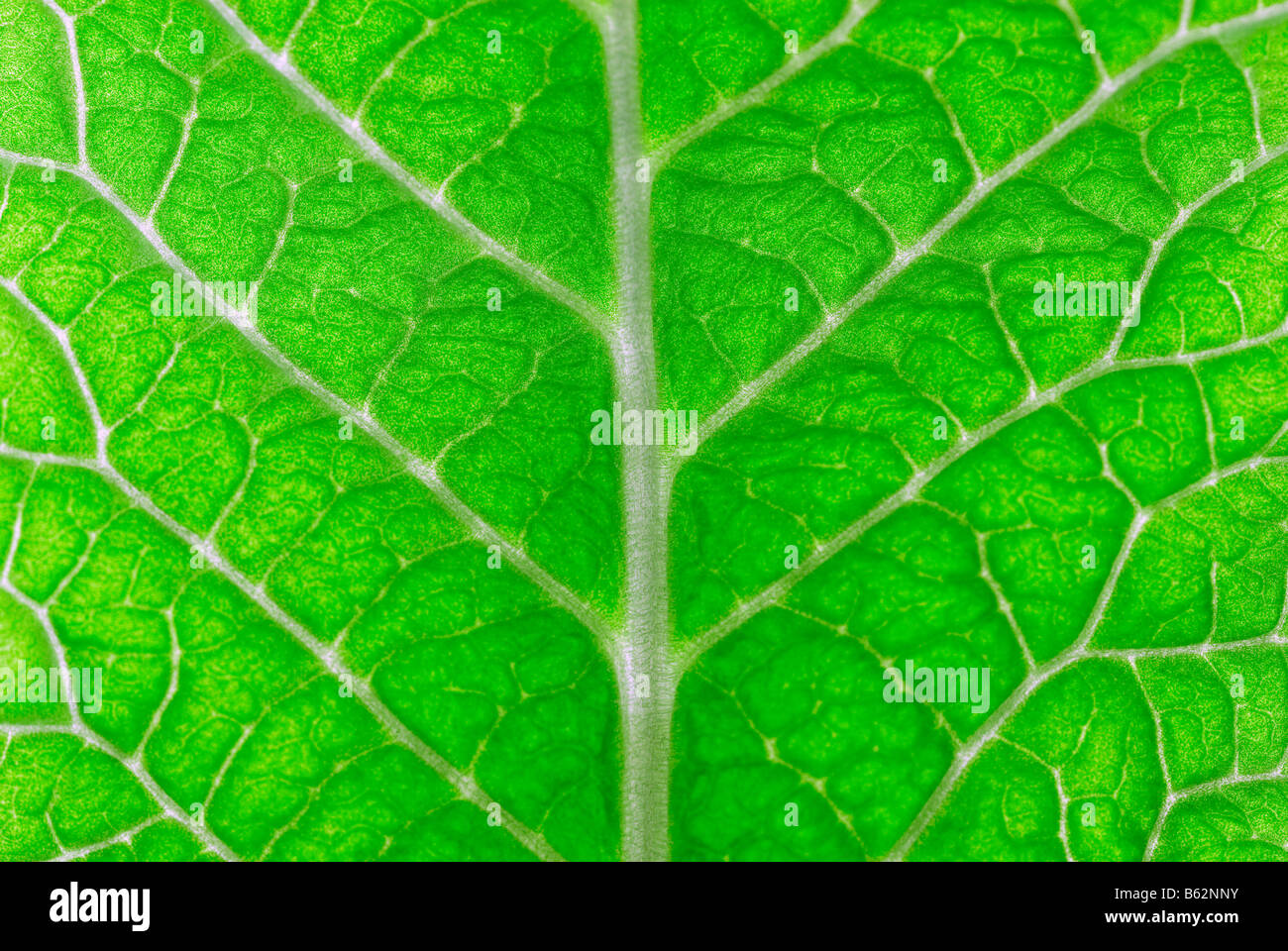 Close-up of a leaf Stock Photo - Alamy