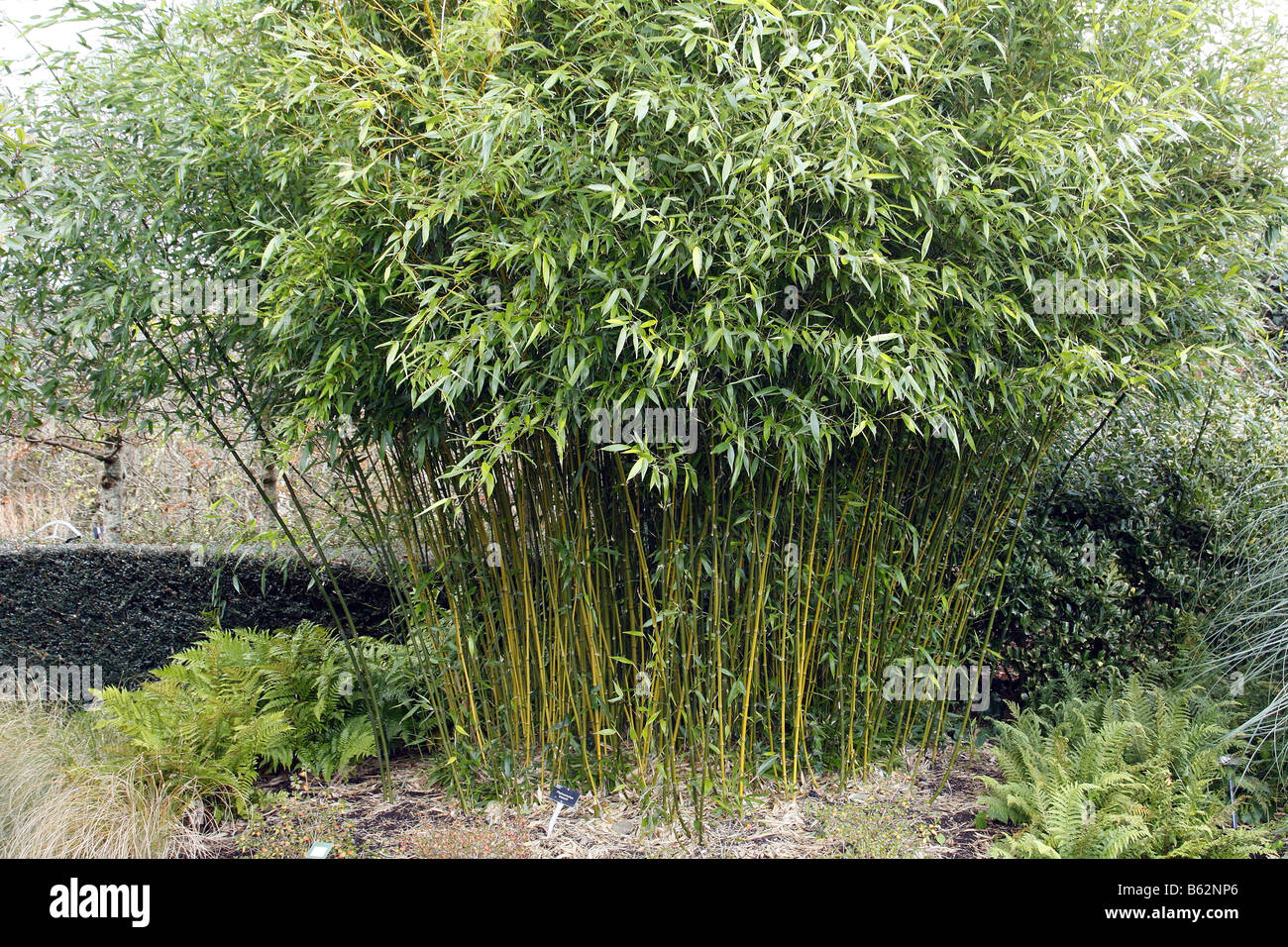 Phyllostachys Bissetii