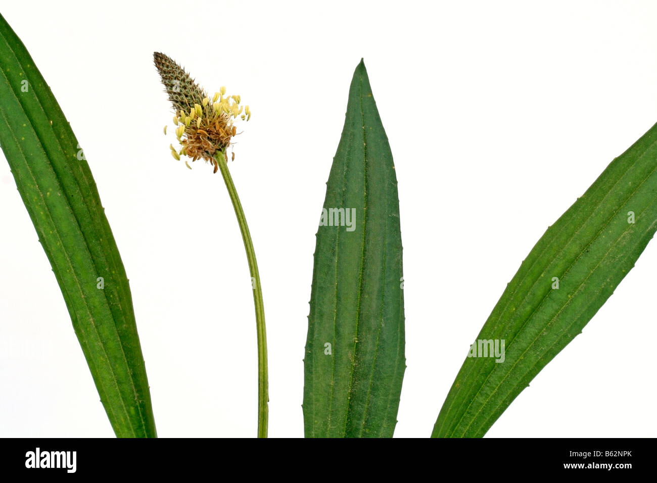 Ribgrass Plantago lanceolata Stock Photo - Alamy