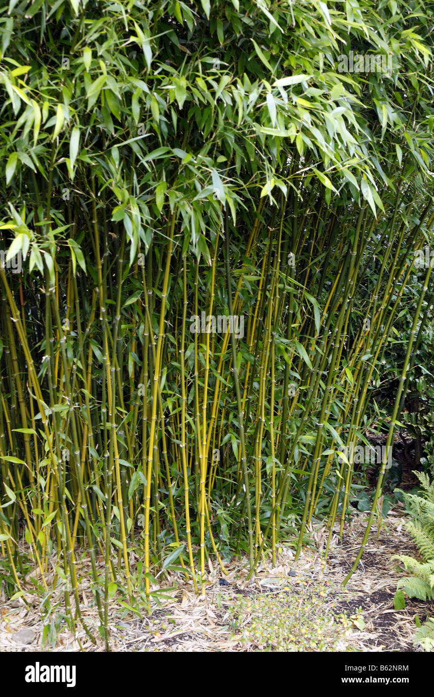 Phyllostachys Bissetii