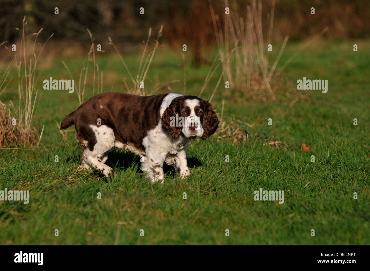 old springer spaniel in field Stock Photo - Alamy