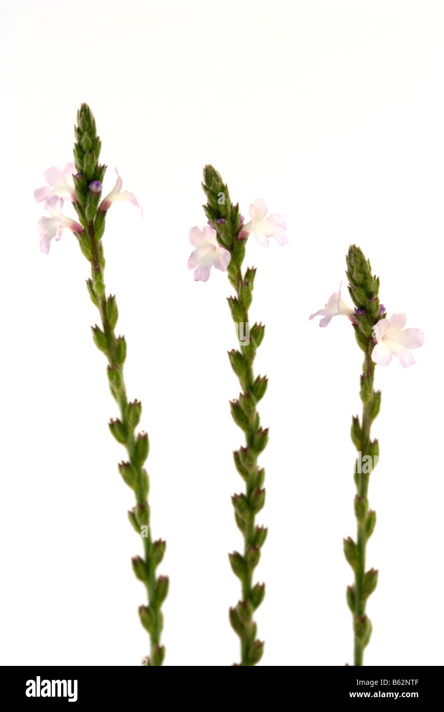 Vervain Verbena officinalis Stock Photo - Alamy