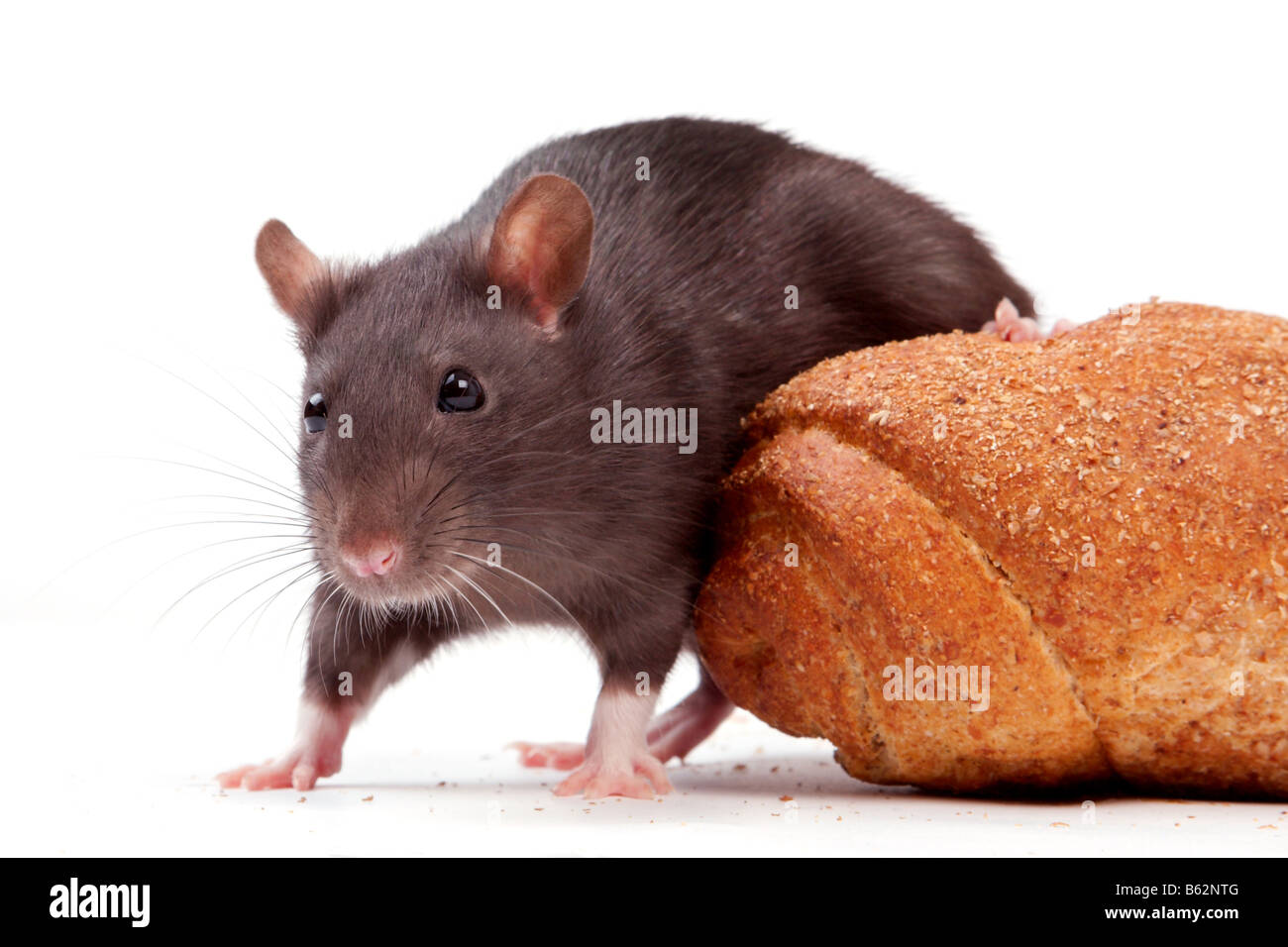 Rats very clever and artful rodents Stock Photo - Alamy