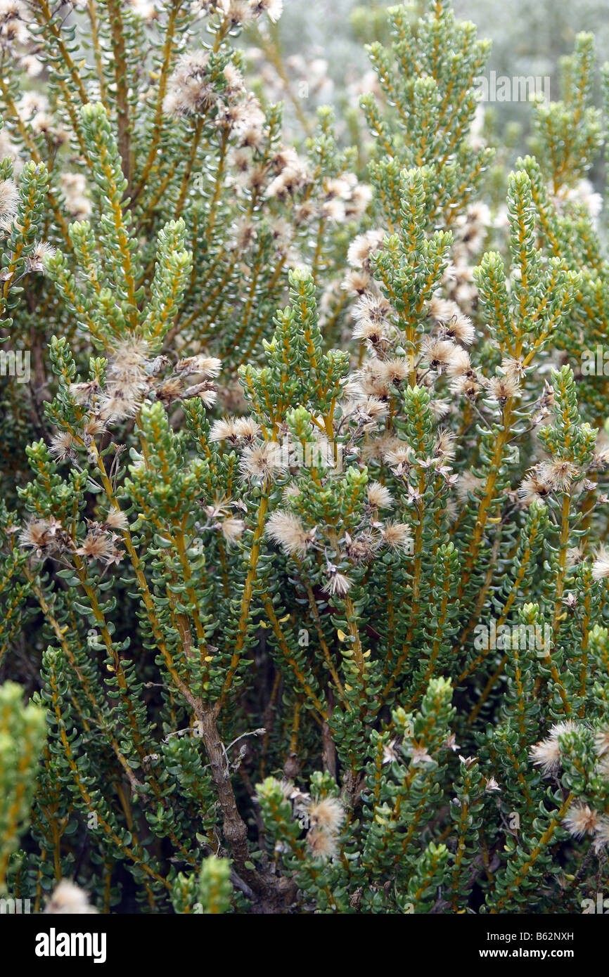 Ozothamnus hi-res stock photography and images - Alamy
