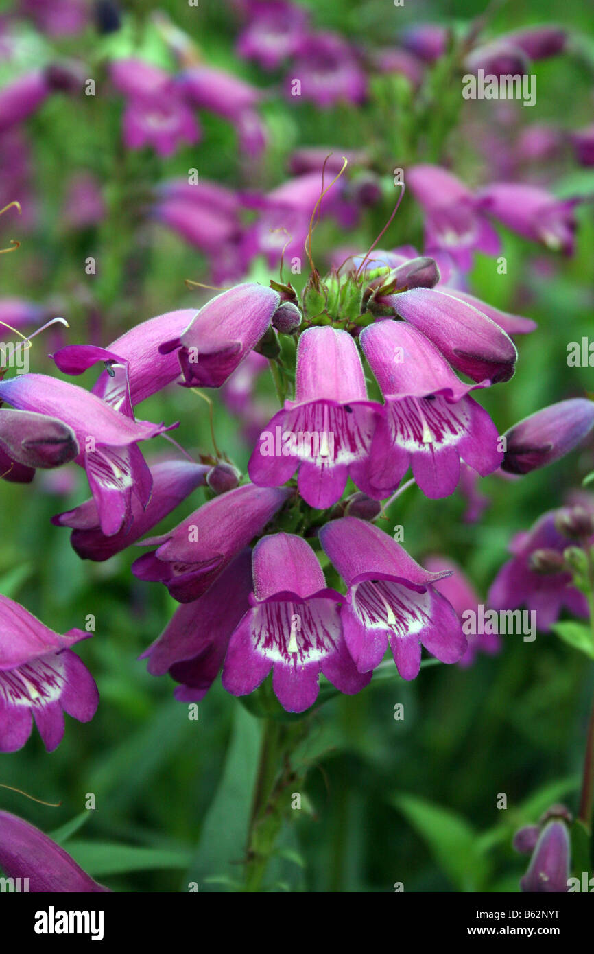 PENSTEMON SOUR GRAPES Stock Photo - Alamy