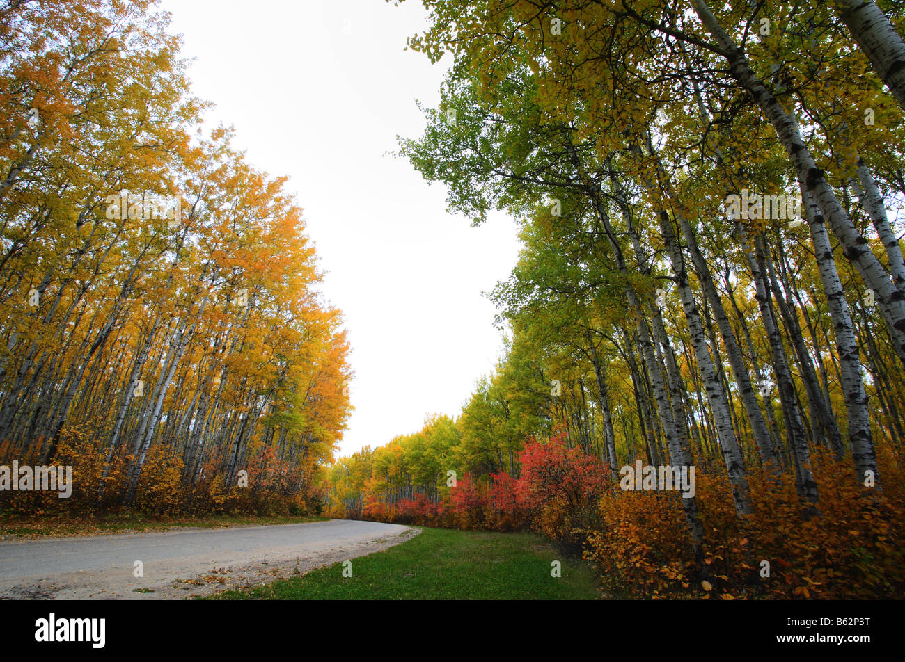 Autumn trees in Meadow Lake Park Saskatchewan Stock Photo - Alamy