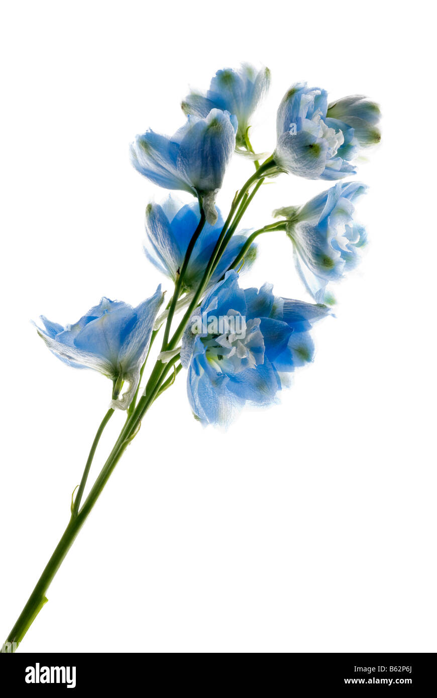 Flowers on the stem hi-res stock photography and images - Alamy