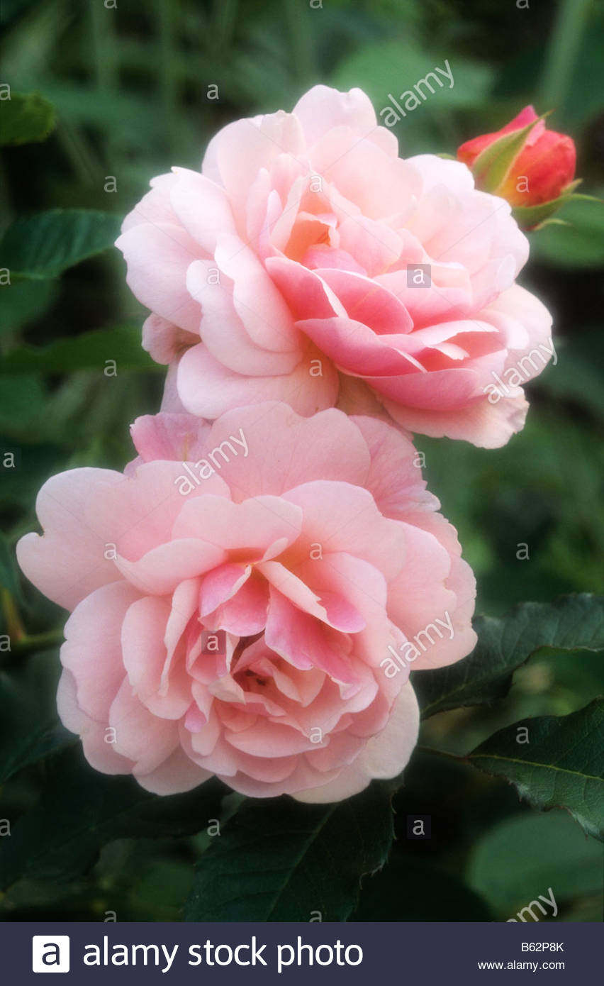 Rosa Felicia Stock Photos & Rosa Felicia Stock Images - Alamy