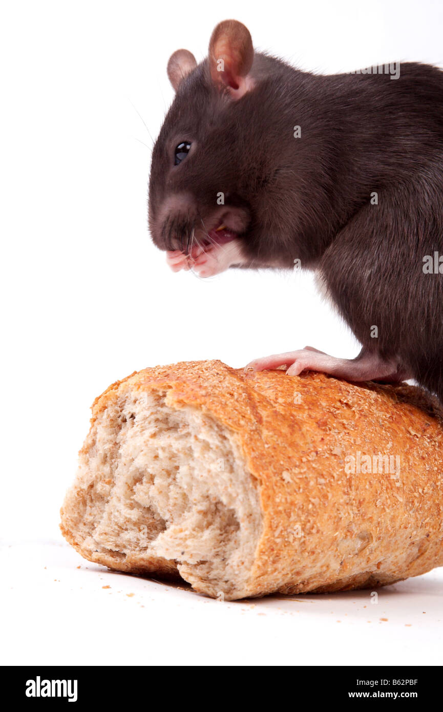 Clever rats hi-res stock photography and images - Alamy