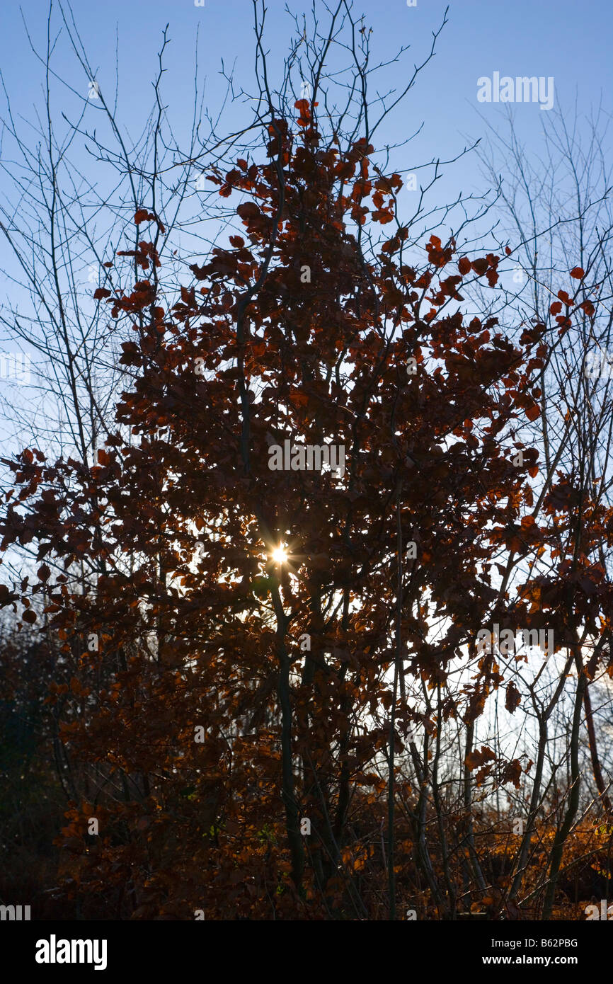 Beech tree sapling hi-res stock photography and images - Alamy