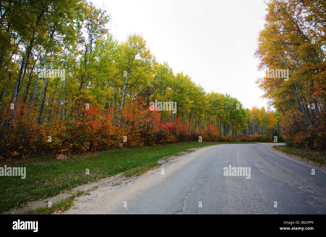 Meadow lake saskatchewan hi-res stock photography and images - Alamy