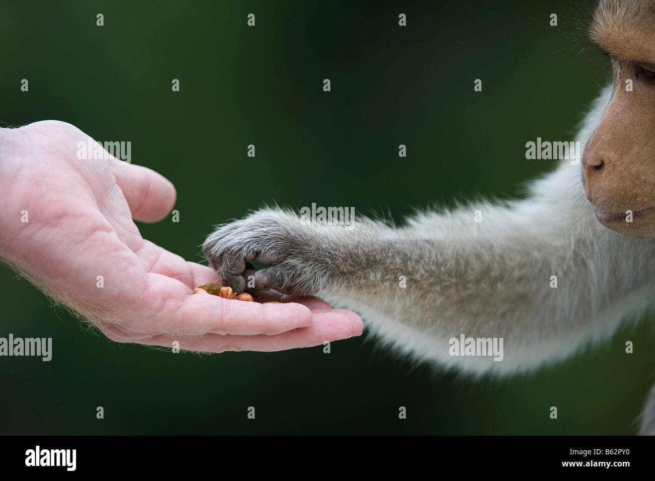 Female bonnet macaque monkey taking peanuts from a human hand. Andhra ...