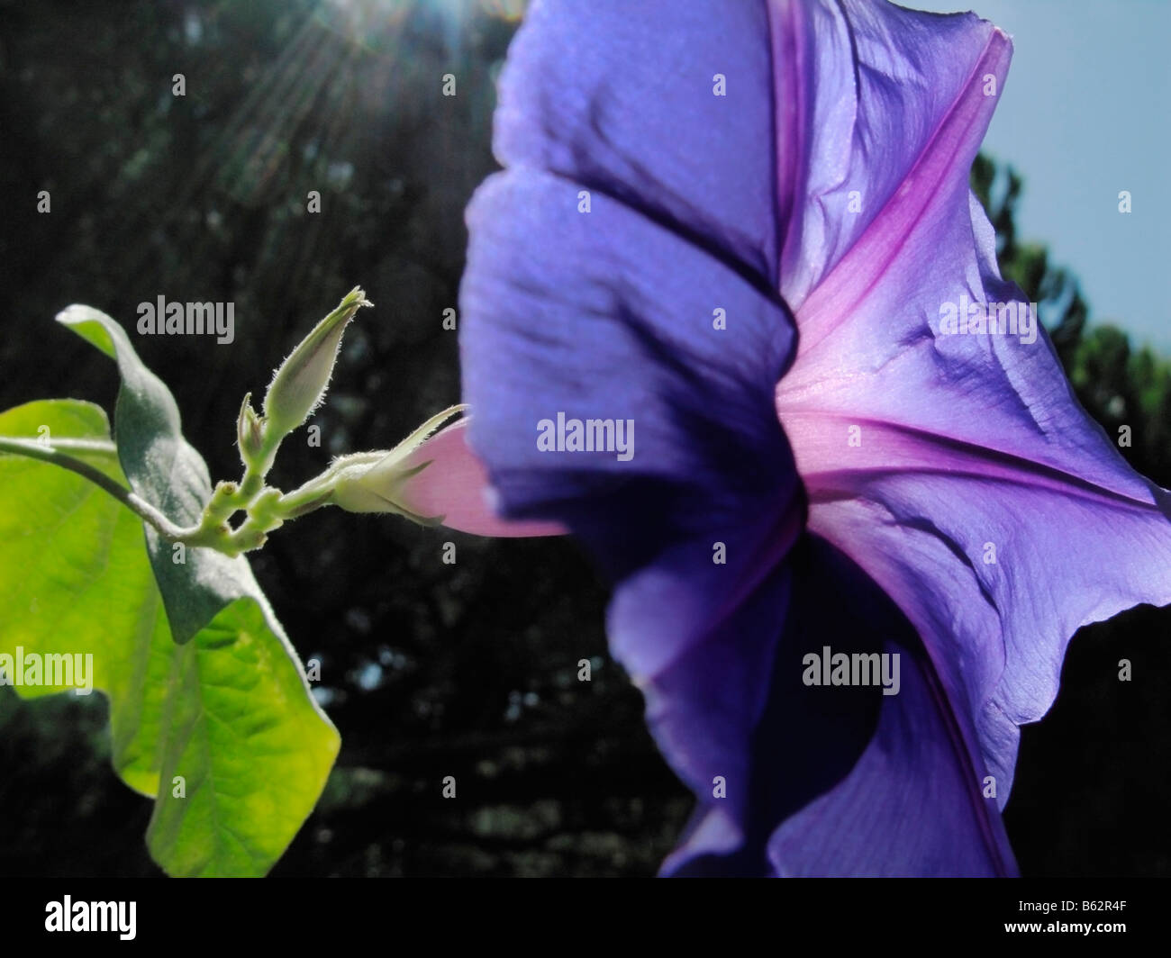 A morning glory flower ( convolvulus, ipomoea ) with sunshine making it ...