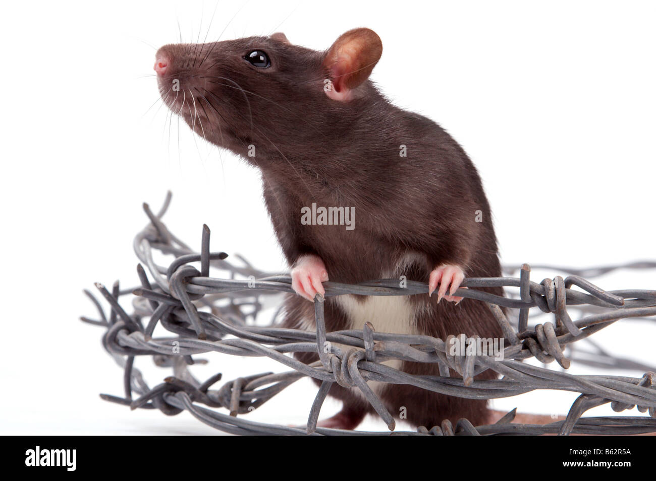 Rats very clever and artful rodents Stock Photo - Alamy
