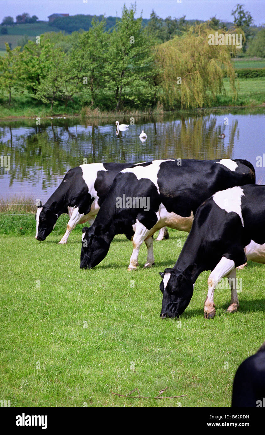 British friesians hi-res stock photography and images - Alamy
