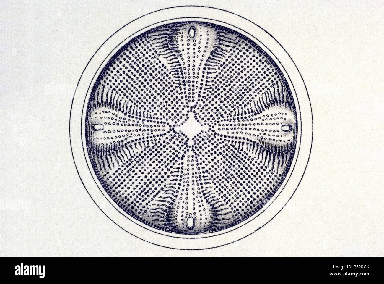 Silica and diatoms microscope hi-res stock photography and images - Alamy