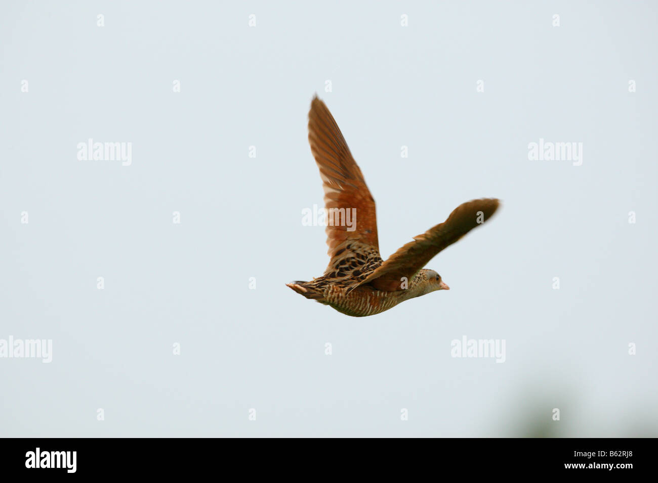 Corncrake flying hi-res stock photography and images - Alamy