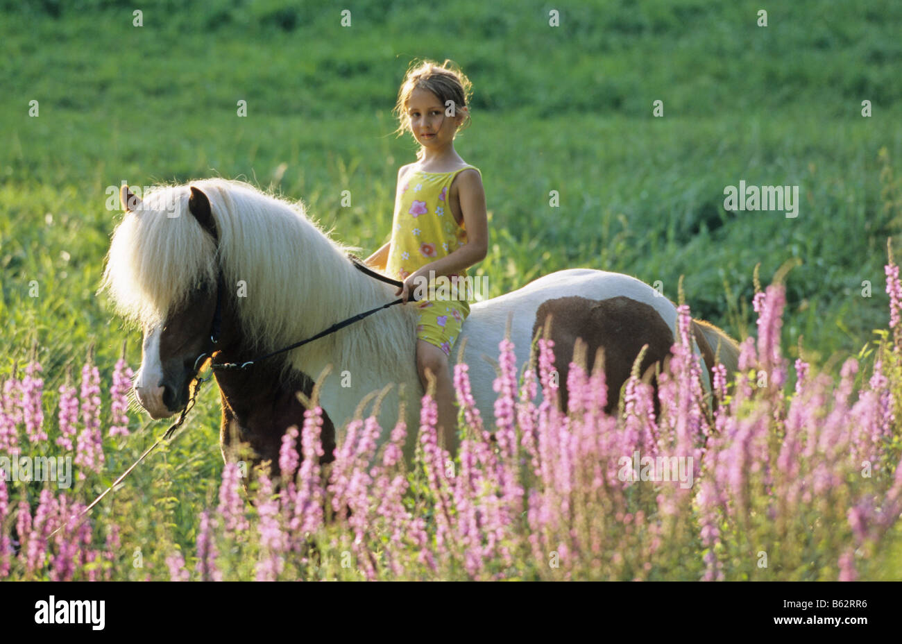 Icelandic Horse (Equus caballus). Girl riding bareback on a pinto Stock ...