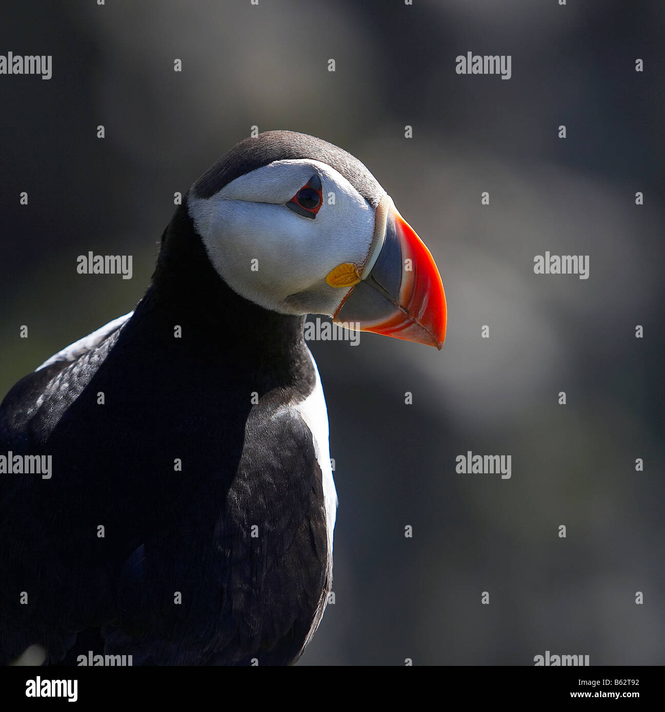 Portrait of Atlantic Puffin, South Coast Iceland Stock Photo - Alamy