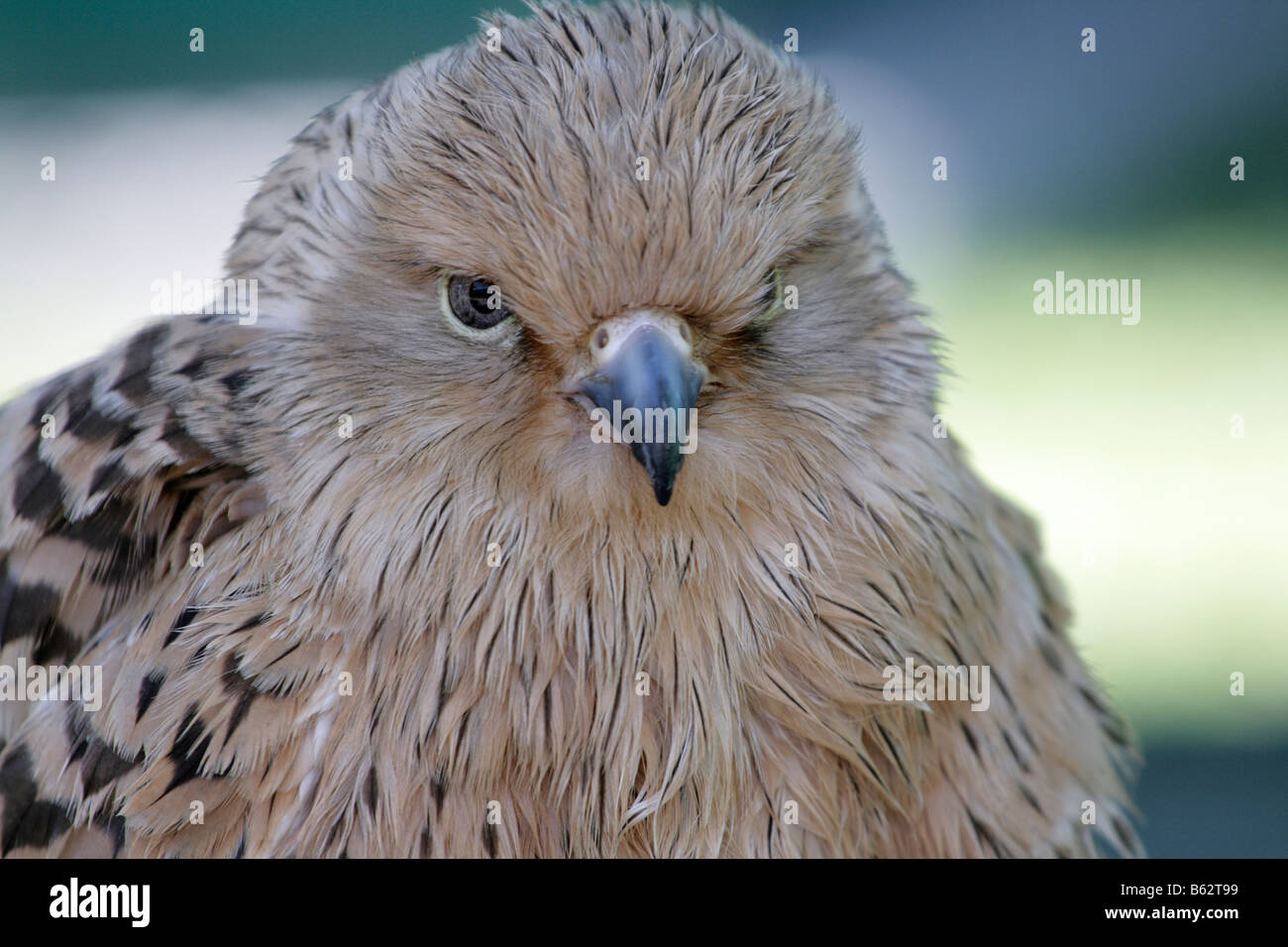 Falco rupicoloides rupicoloides hi-res stock photography and images - Alamy
