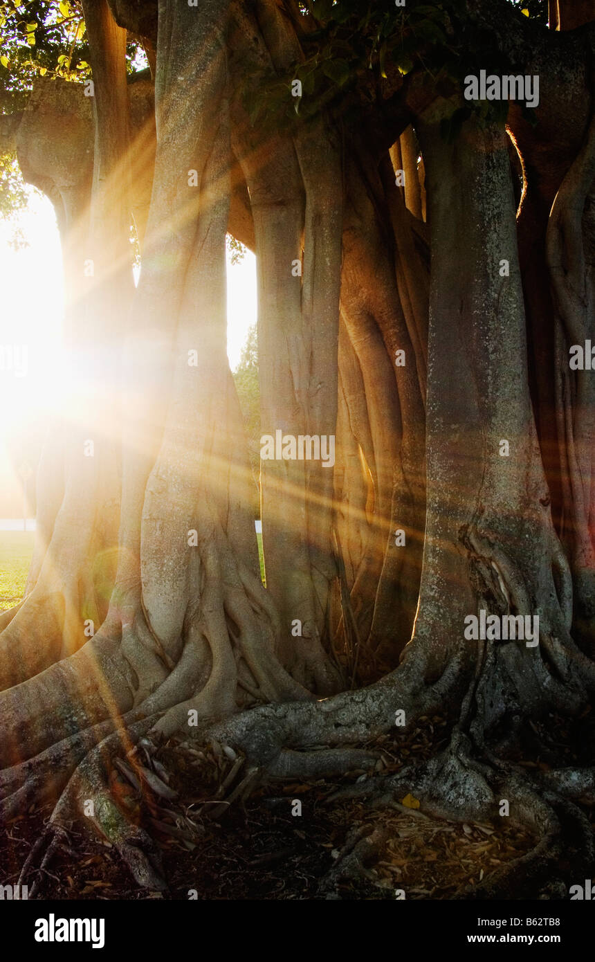 Sunlight passing through tree trunks Stock Photo - Alamy