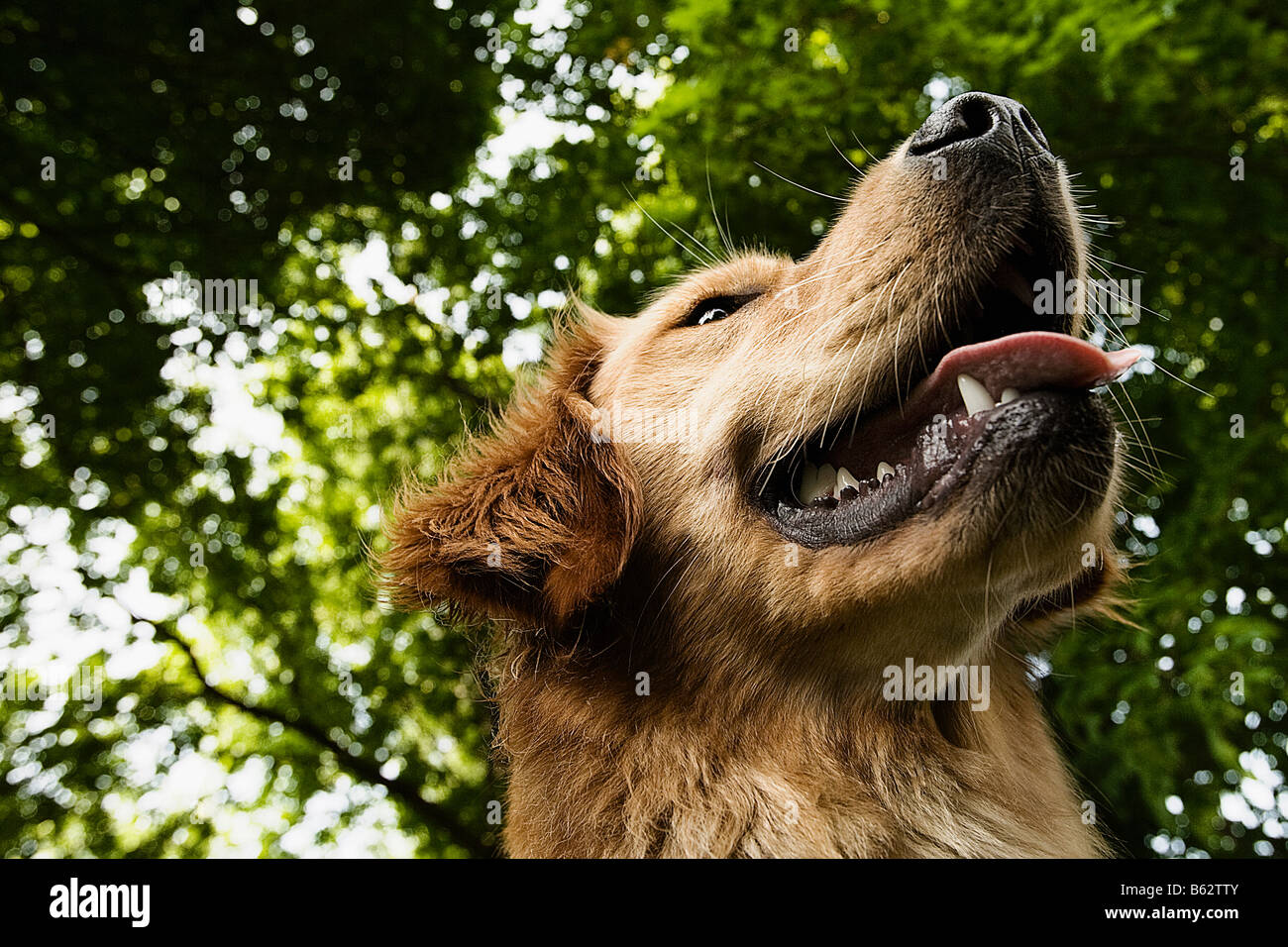 Dog low angle hi-res stock photography and images - Alamy