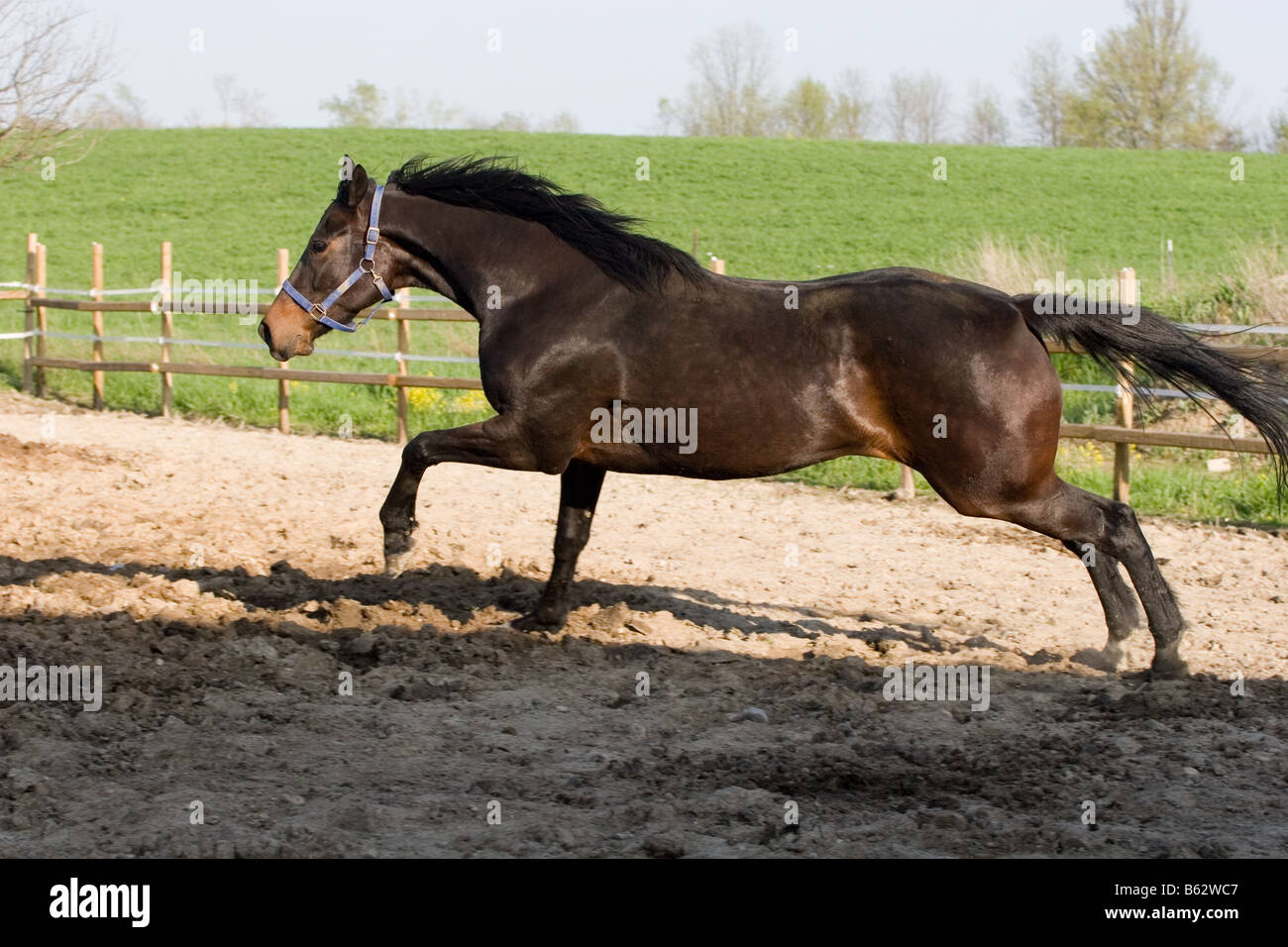 Dark Bay Thoroughbred Stallion