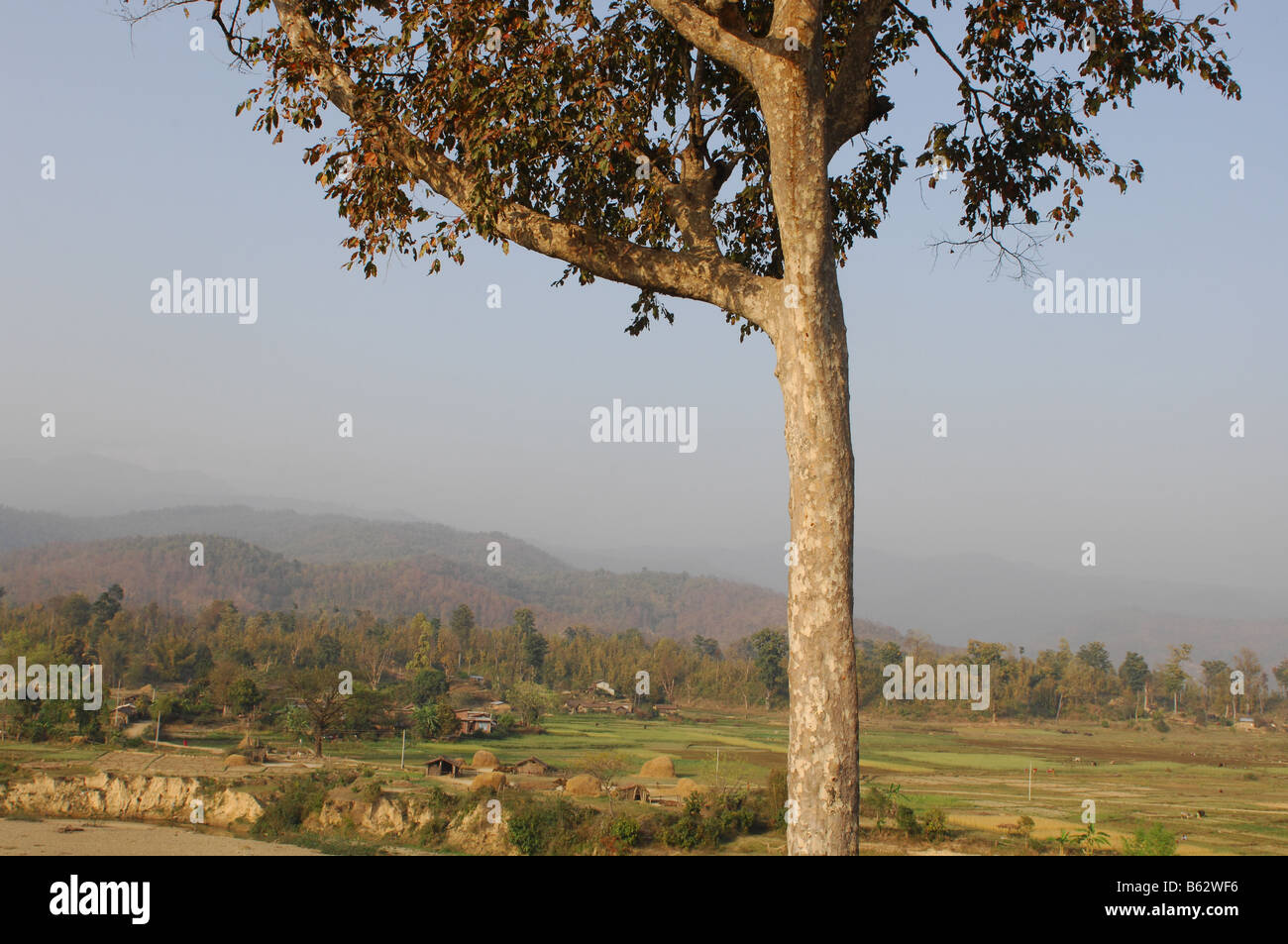 Tree in nepal hi-res stock photography and images - Alamy
